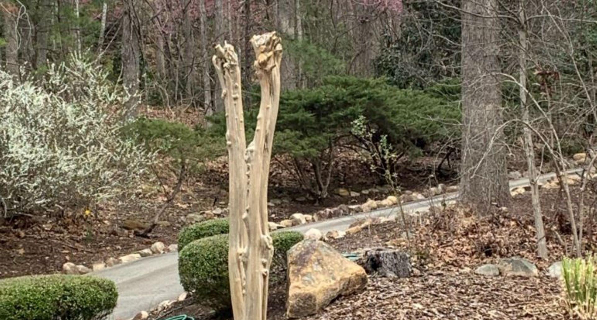 Crape Myrtle Care- What not to do