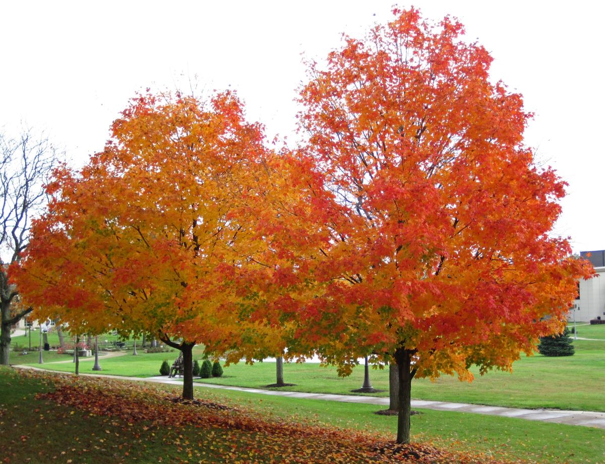  TeachingTuesday Sugar Maple