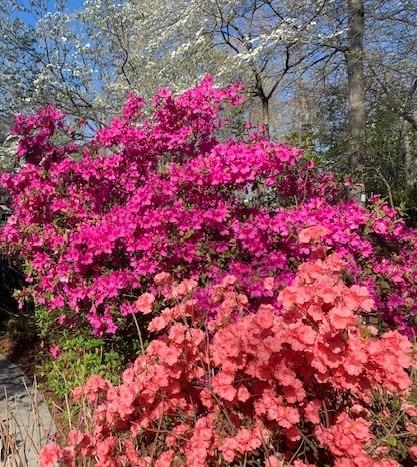 The best low maintenance shrubs for North Carolina