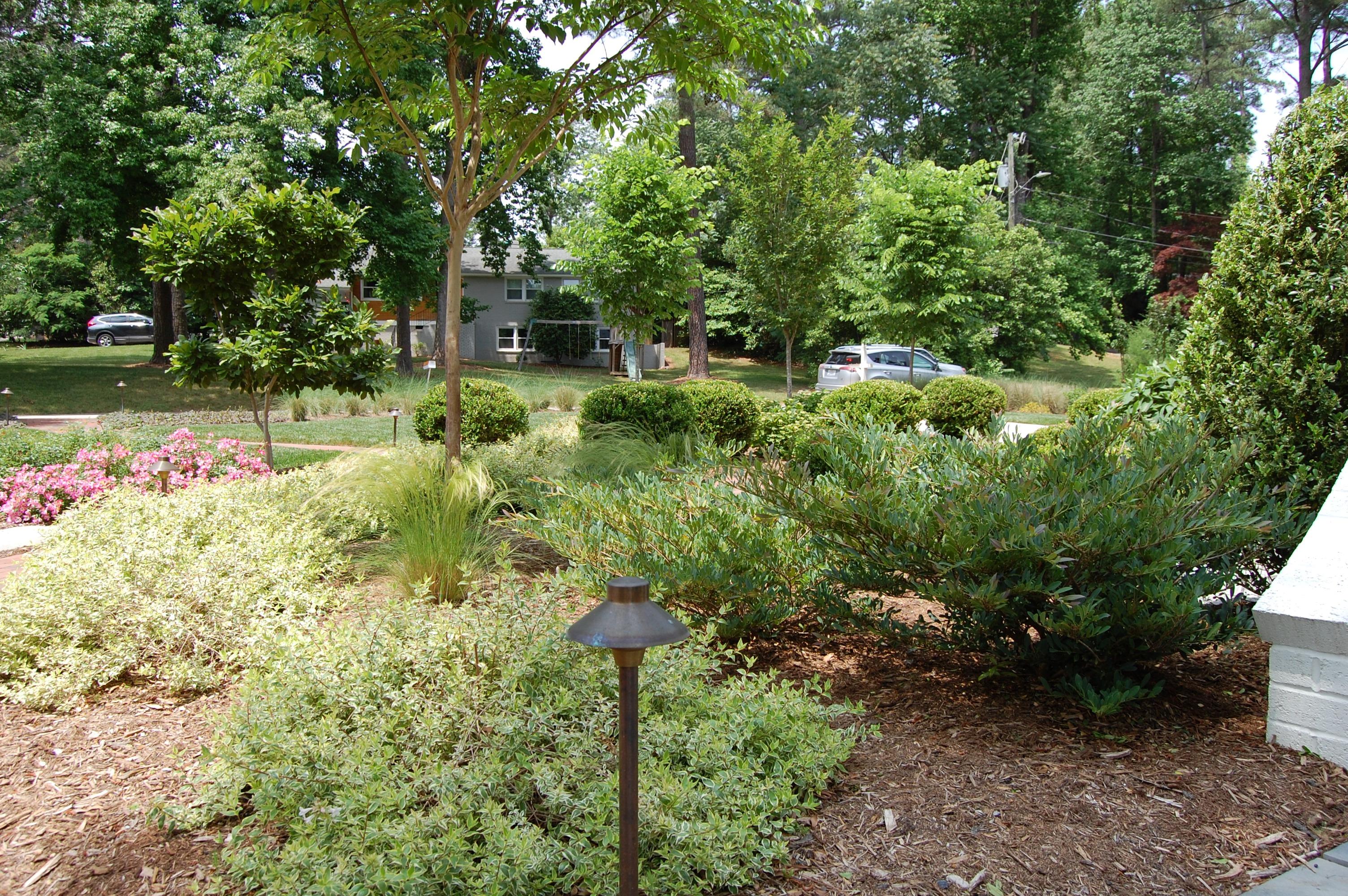 The best low maintenance shrubs for North Carolina