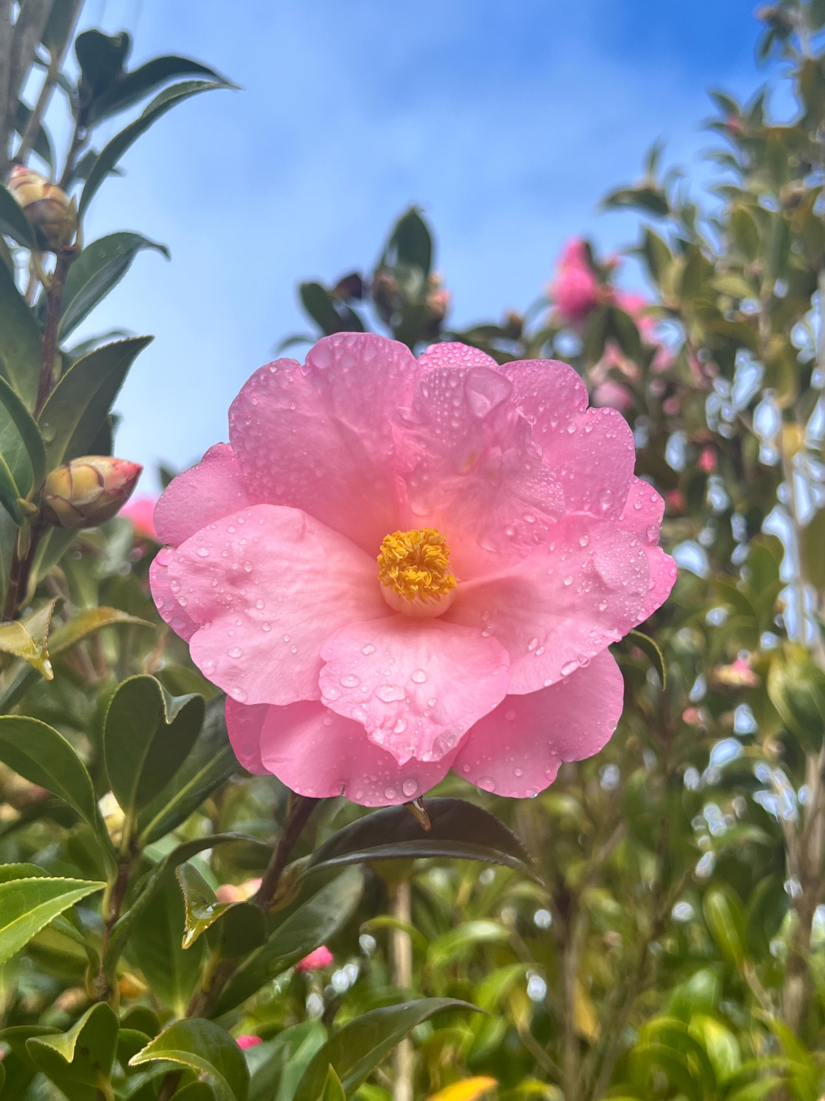 The best low maintenance shrubs for North Carolina